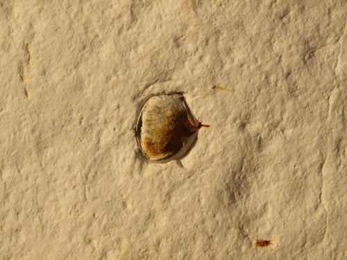 sponges | GeologyRocks