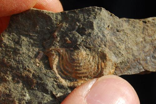 pentland hills | GeologyRocks