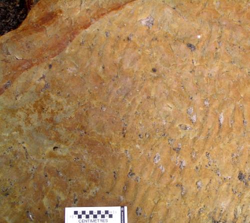 On the hunt for dinosaur footprints | GeologyRocks